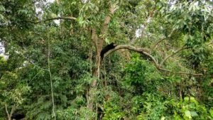 10 Daftar Hutan Lindung di Indonesia Yang Terkenal - KATA OMED