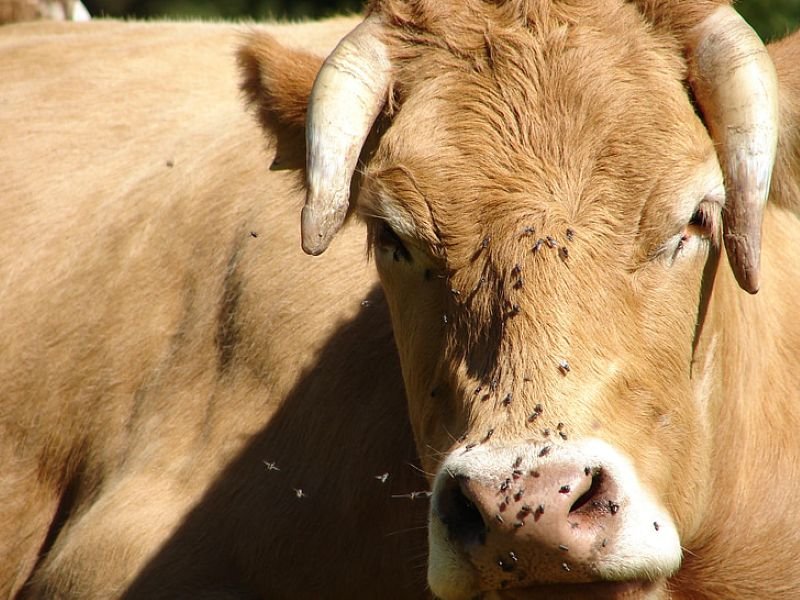 6 Cara Mengobati Gigitan Lalat Pikat - KATA OMED
